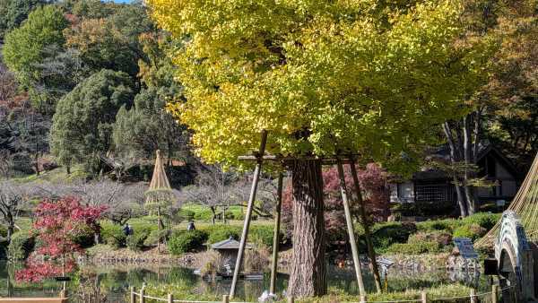 もみじ祭り: 箱庭